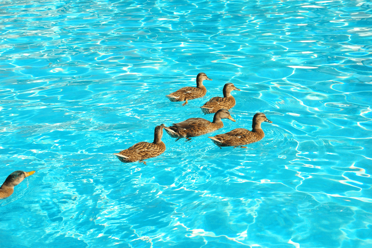 How to Keep Ducks Out of Pool: Effective Methods and Tips